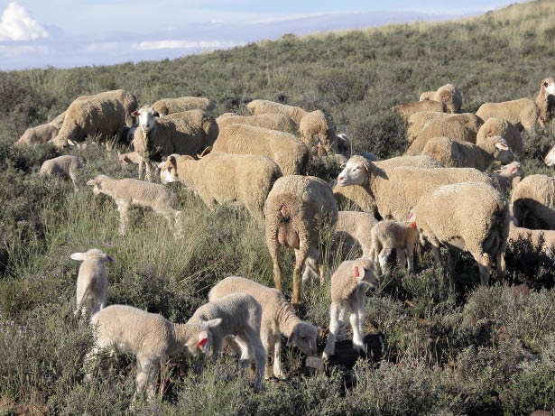 Doen só nadoodse ondersoeke | Landbou