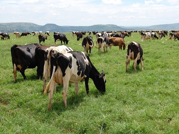 Klopjag oor Vrede-melkplaas verwelkom | Landbou