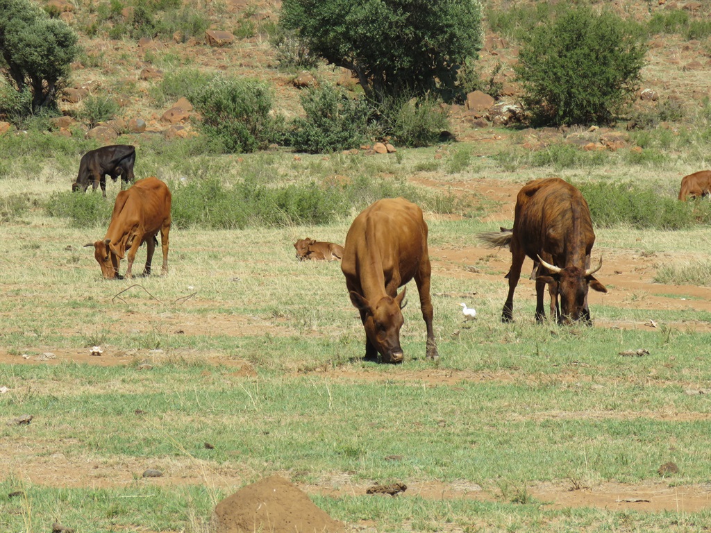 Slenkdalkoors, ’n ernstige siekte wat onder skape, bokke en beeste ...