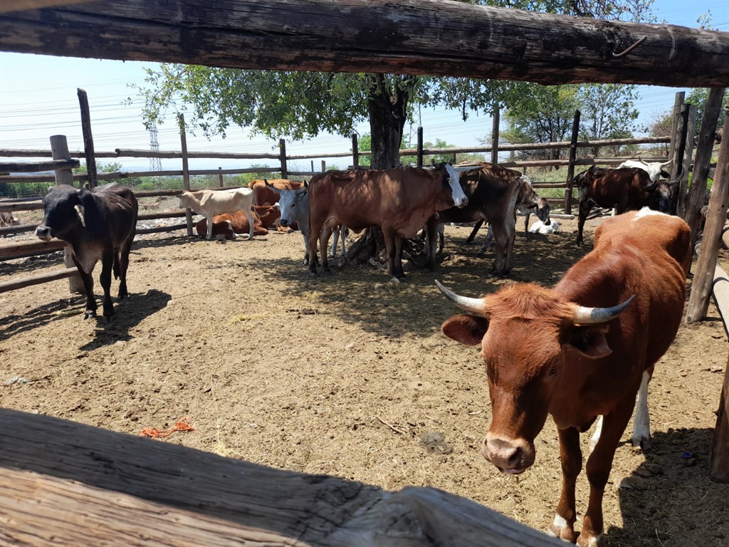 North West mother and son arrested with 'stolen' cattle after herdsman ...