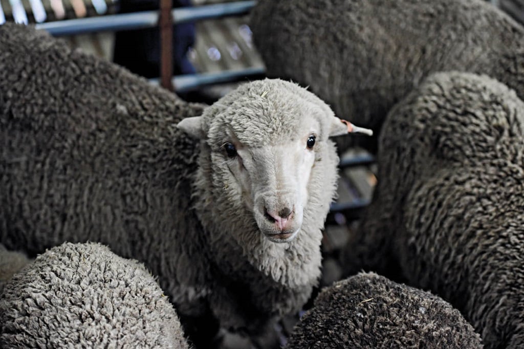 Wêreld se oudste bevrore sperm lewer 34 lammers | Landbou