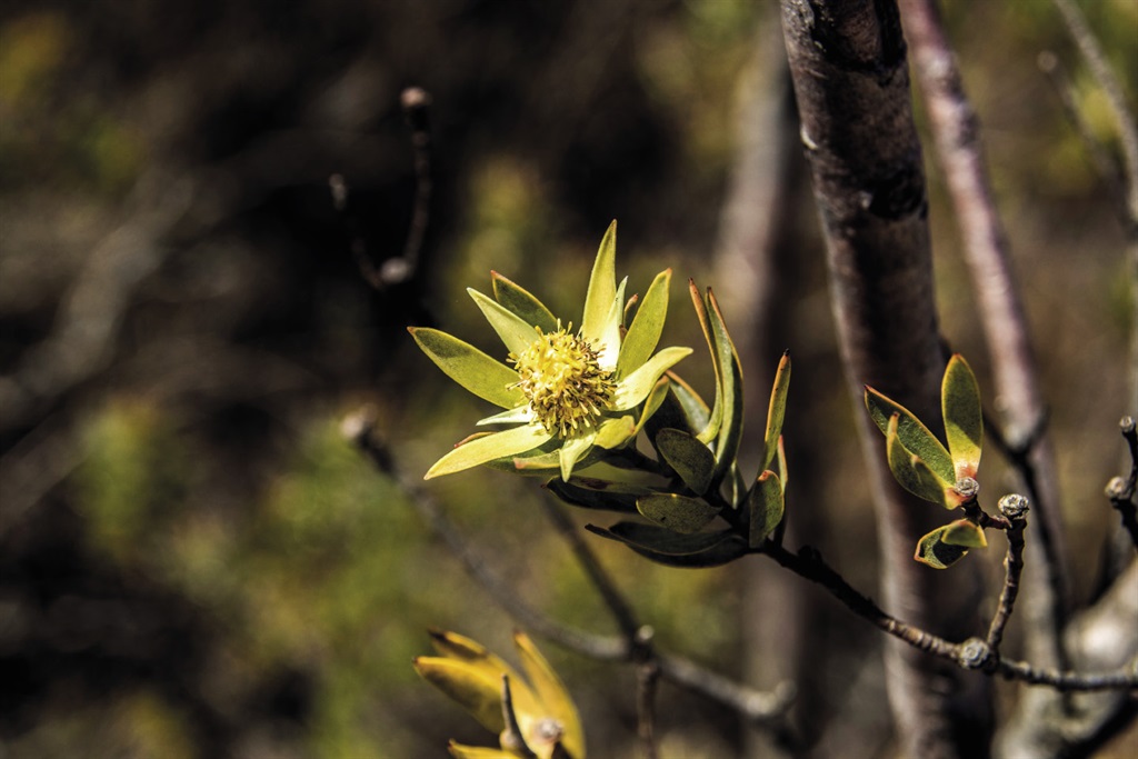 Op die spoor van die ossewaens
