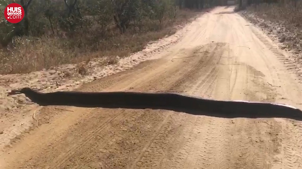 KYK VIDEO: Liewe aarde! Hobbel in die pad toe ’n yslike luislang ...
