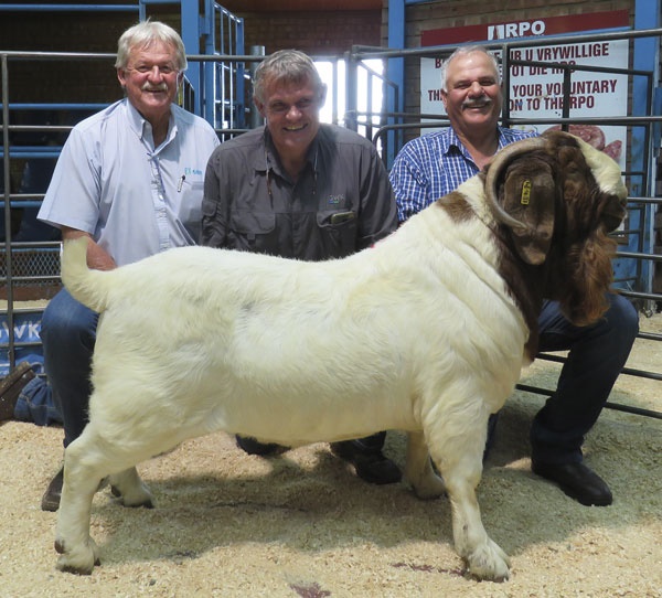 Kimberley / Boerbok / R62 000 | Landbou