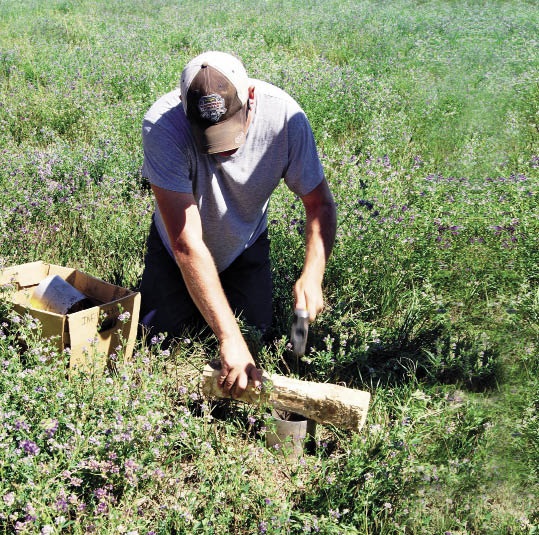 Bedek en bewei vir groter oeste | Landbou