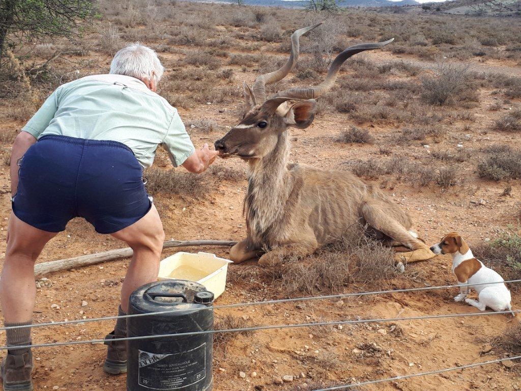 Droogte: Boer probeer koedoe help | Landbou
