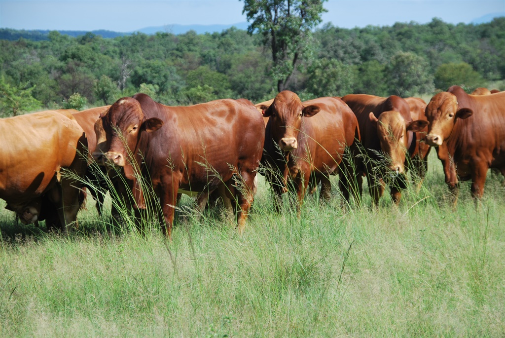 Afrikanerbeeste ry die hittegolf | Landbou