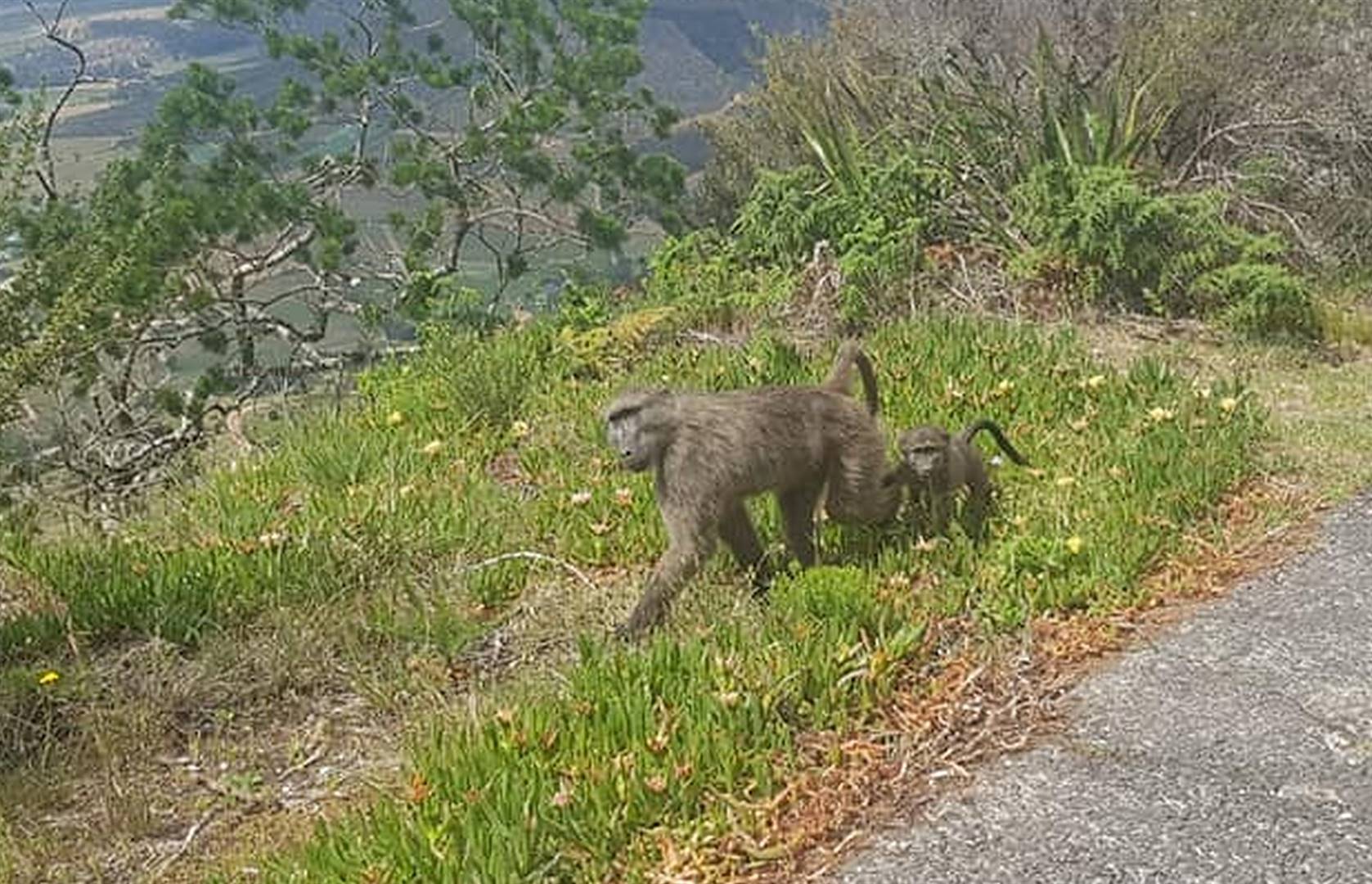 Bobbejaan eers glo geskiet in Constantia, nou van kant gemaak | Netwerk24
