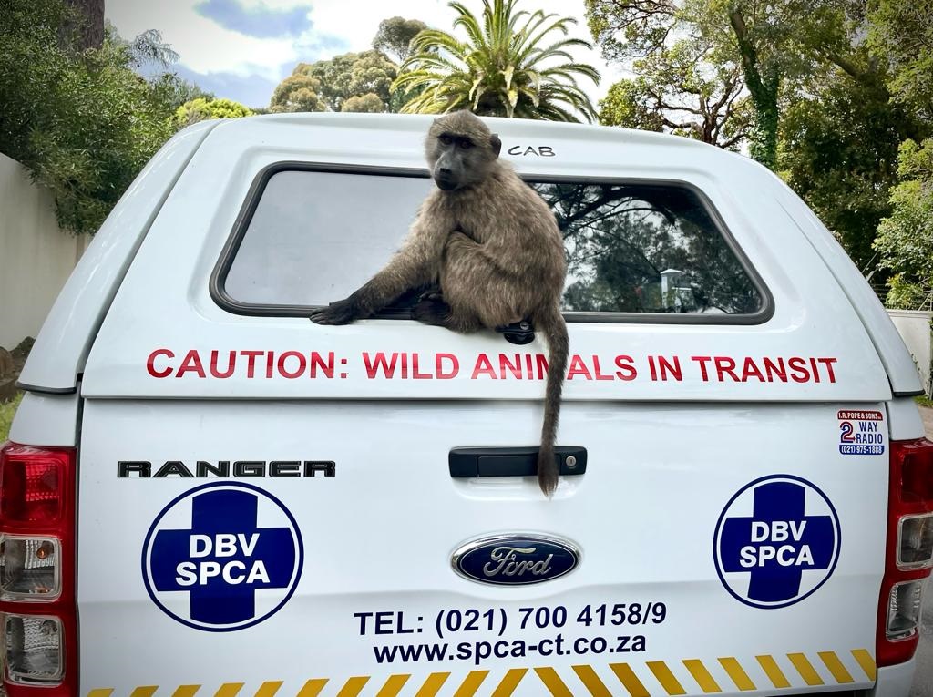 SPCA opens criminal case after Constantia baboon shot dead | News24