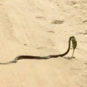 WATCH: Snake snacks on chameleon that's given up on life | News24