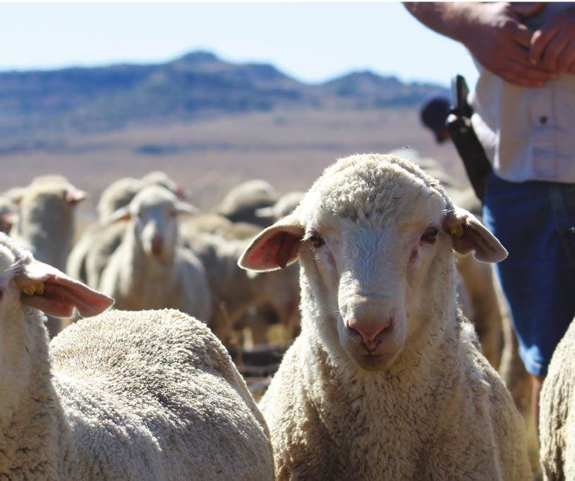 Veediefstal: Sindikate wis boerderye uit | Landbou