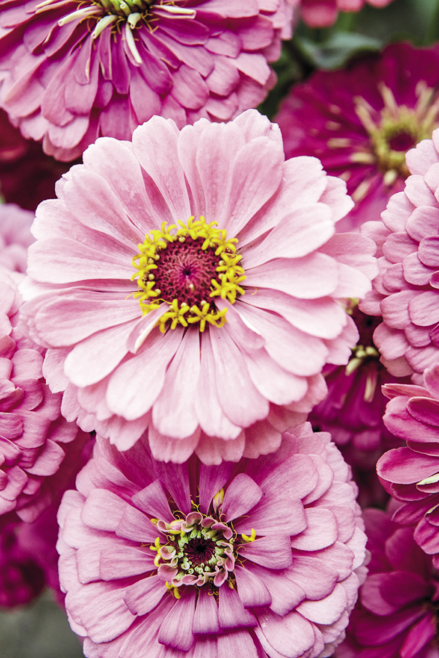 Plant van die maand: Plukblomme | Netwerk24