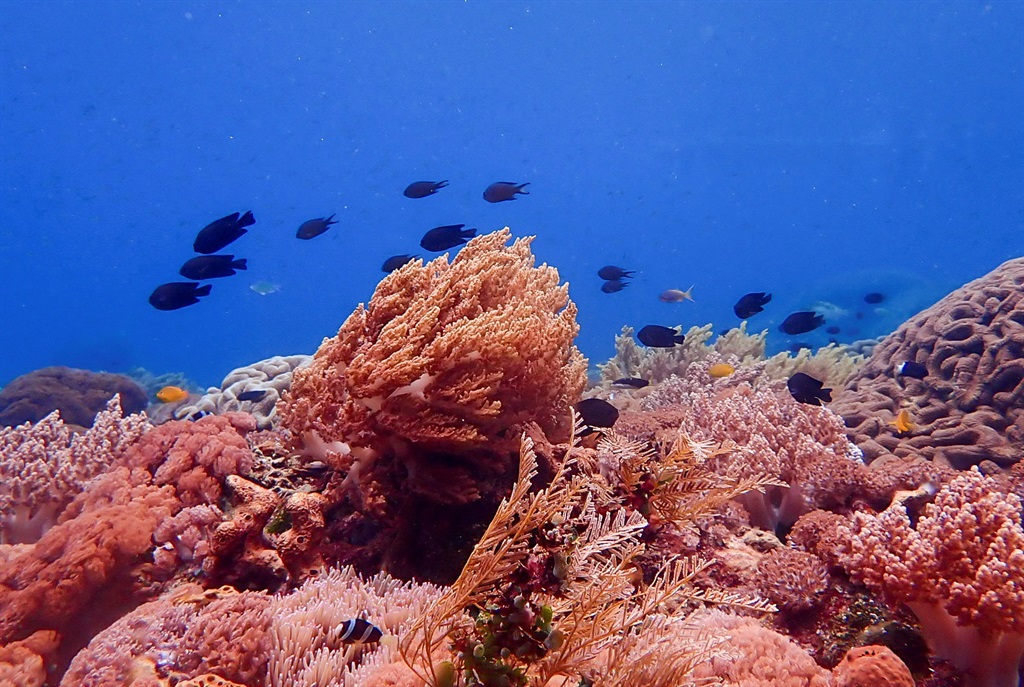 Stressed coral reefs rapidly dying | News24