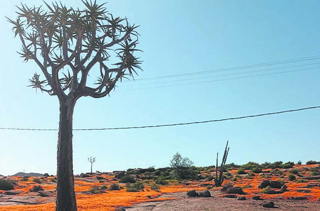 Gousblomme se gesiggies straal in die Noord-Kaap | Netwerk24