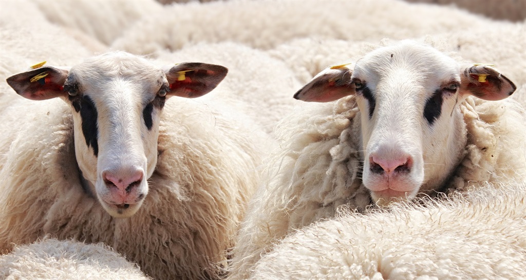 Nolan Venter: Vetterige voete vir vars brood onder die vet | Netwerk24