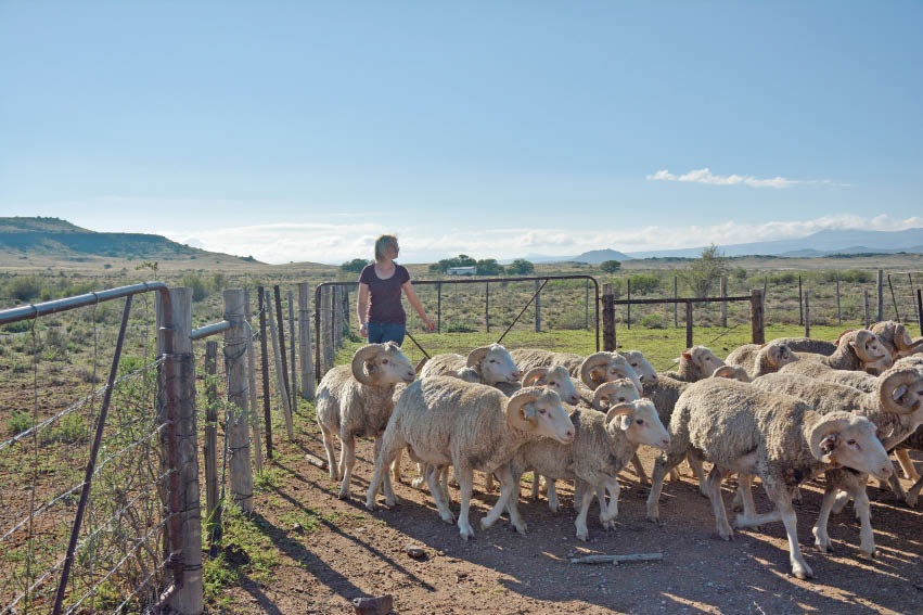 Jongboer blaas nuwe lewe in Karooplaas | Landbou