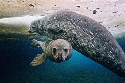 Watch wildlife dramas unfold in the coldest places on earth with Frozen ...