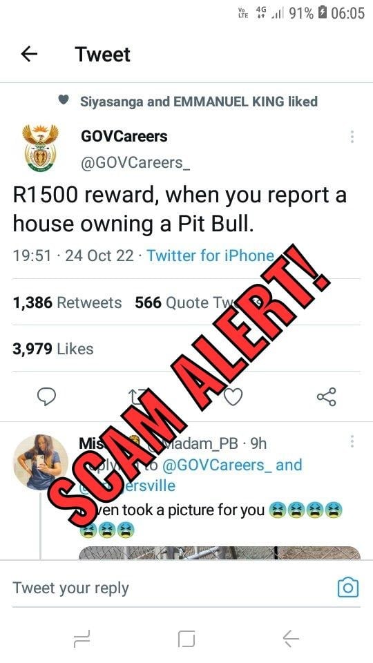 Warning: Pit bull reward scam! | Daily Sun