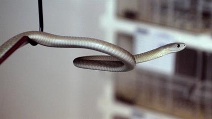 Snakes alive! Five African nations put heads together to get a grip on ...