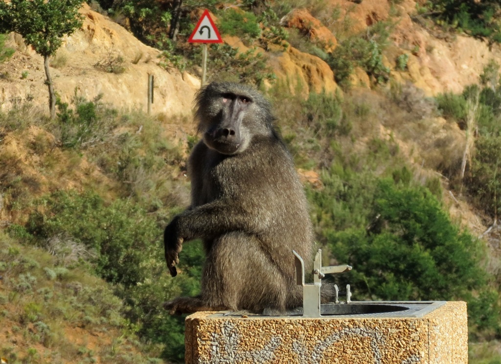Constantia-boere kry permitte om bobbejane te skiet | Netwerk24