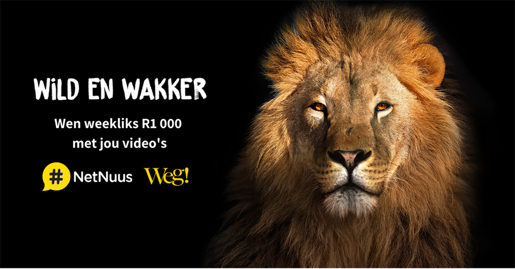 Kyk: ’n Gemsbok red sy maat van wildehonde! | Netwerk24