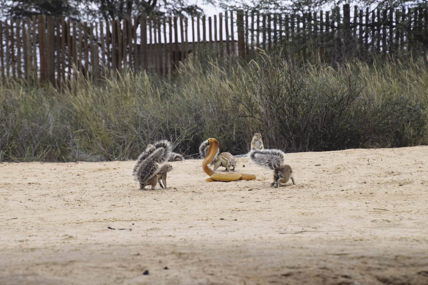 Kgalagadi-drama: Geelslang vs grondeekhorings | Netwerk24