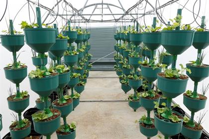 Cape Town mall gets rooftop farm where young people grow produce | News24