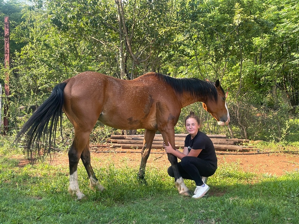 Police turn mom away after teen shocked, horse killed by illegally ...