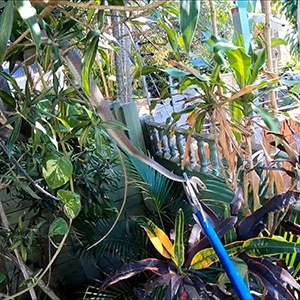 WATCH | Snakes alive: Durban family finds second slithery visitor on ...