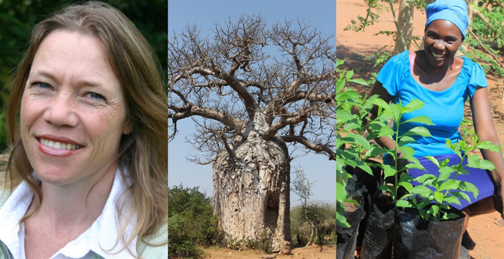 Krematartkenner aan HG: Dis waarom ons trots SA boom so spesiaal is ...