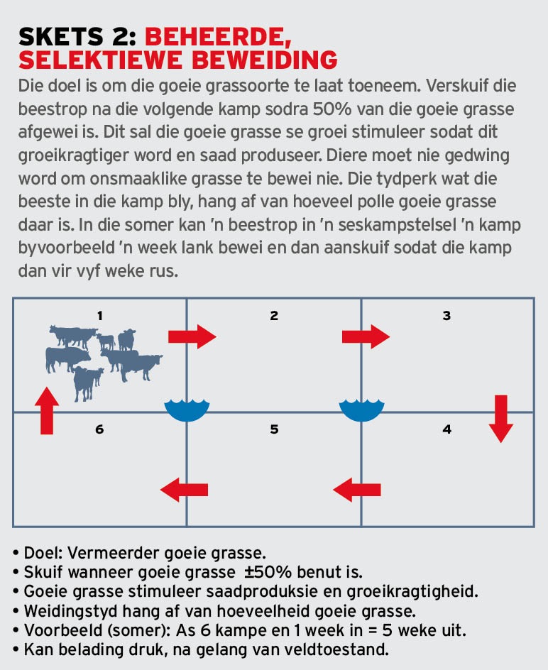 Weistelsels sleutel tot vleisproduksie | Landbou