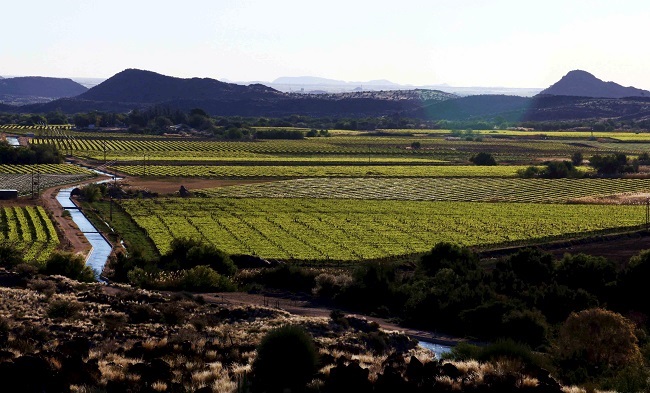Oranjerivier-kelders bloei weens klimaat en covid-19 | Landbou