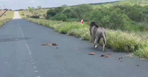Leeu op sy wandeling in Limpopo lok wyd reaksie | Netwerk24
