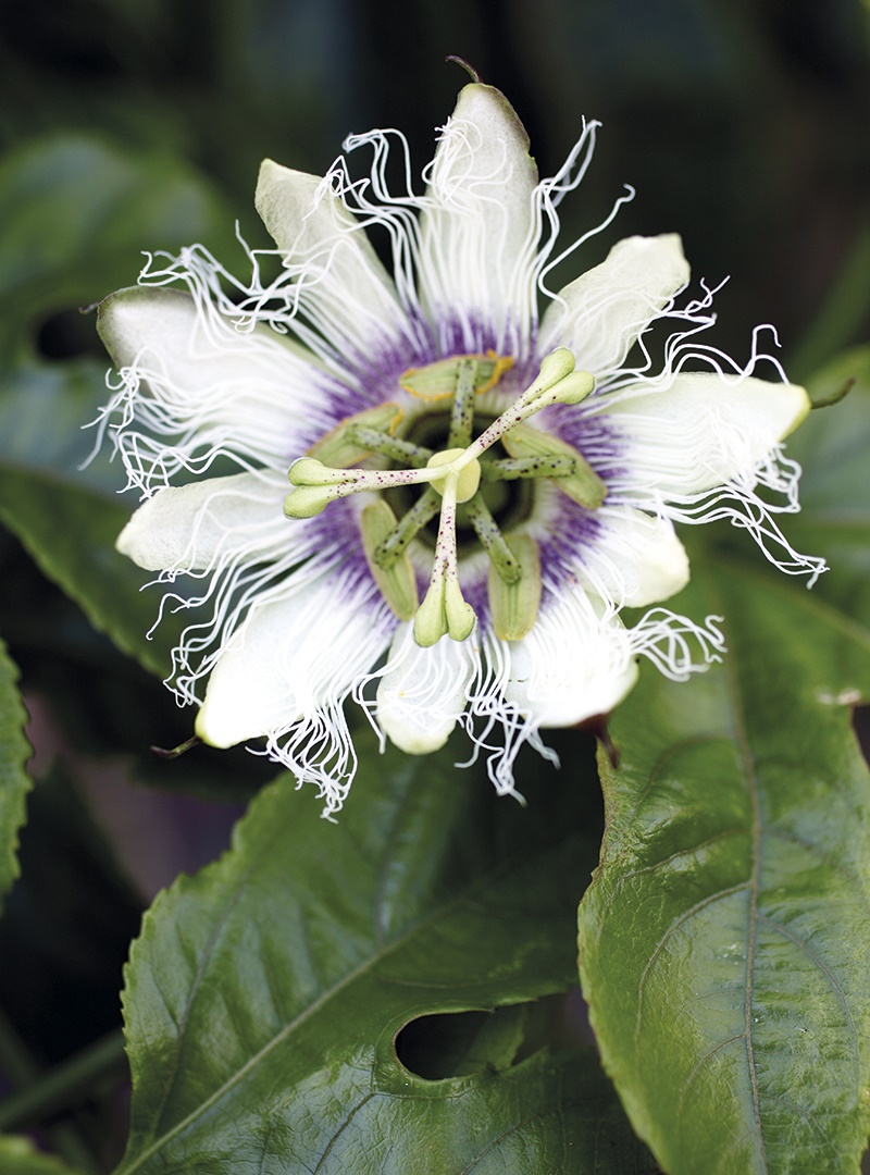 Plantwenke vir jou grenadella | Tuis