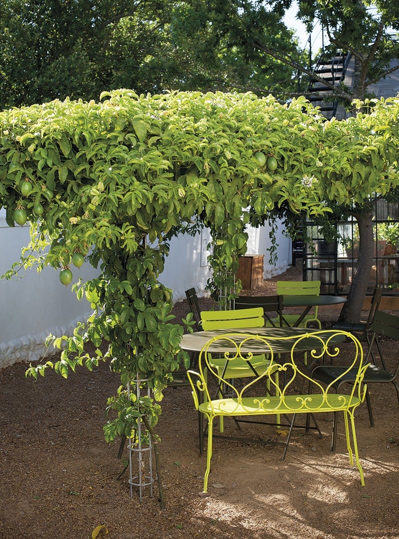 Plantwenke vir jou grenadella