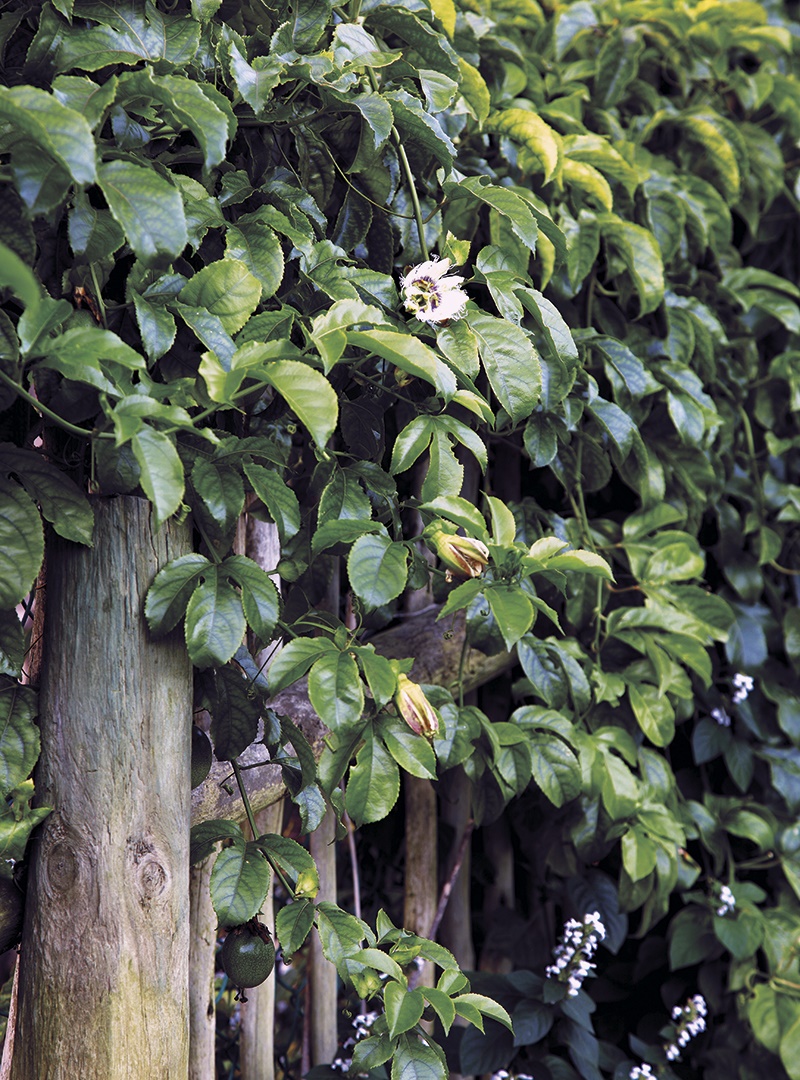 Plantwenke vir jou grenadella | Tuis