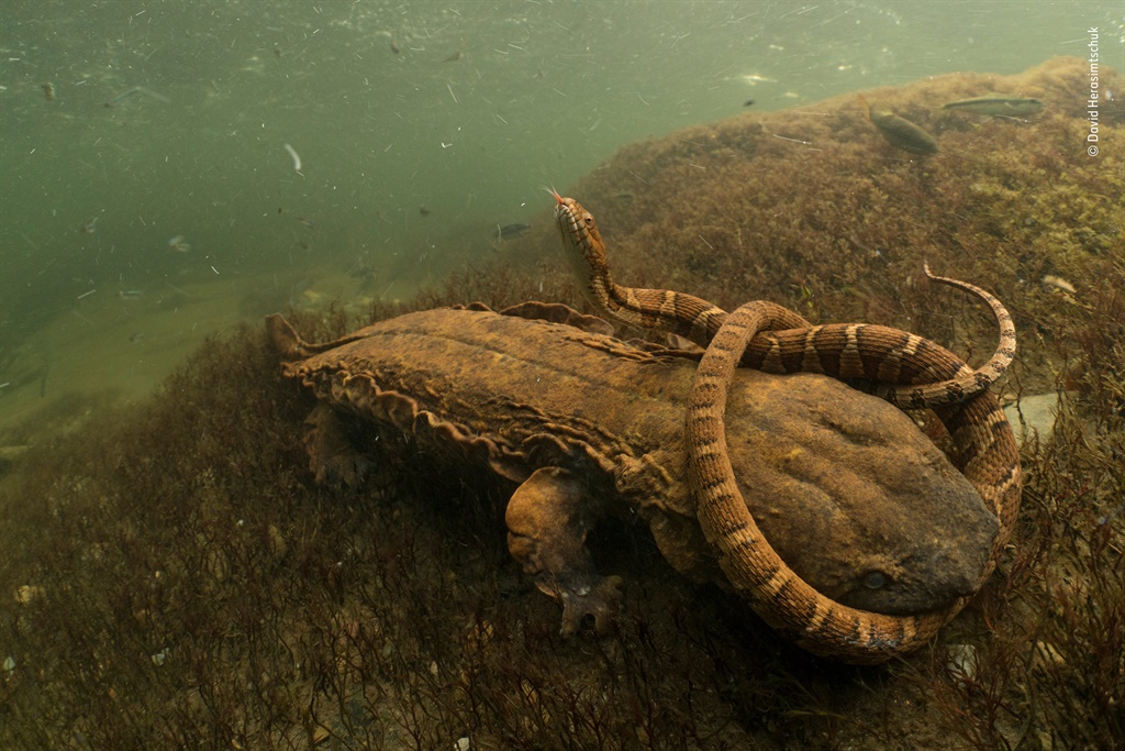 Hier’s die Natuurfotograaf van die Jaar, en nóg wenfoto’s! | Netwerk24
