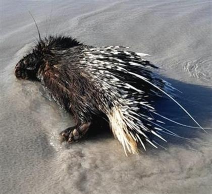 PICS | 'It was weird to see': Dead porcupine found at Cape Town's ...