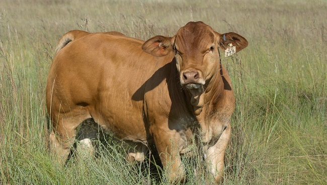 Beter speengewigte en groter wins | Landbou