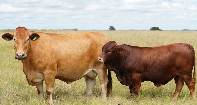 Beter speengewigte en groter wins | Landbou