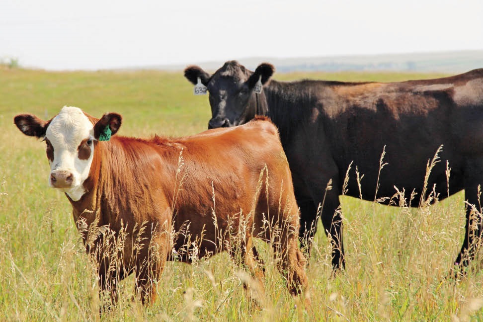 Dink ekostelsels – en oes wins | Landbou