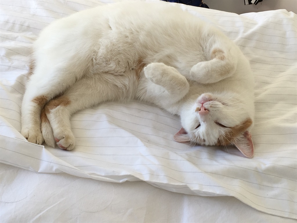 Melanie Verwoerd | What my three-timing cat taught me | News24