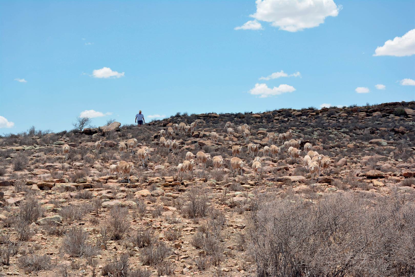 Beplanning en veldbestuur temper droogte in die Karoo | Landbou