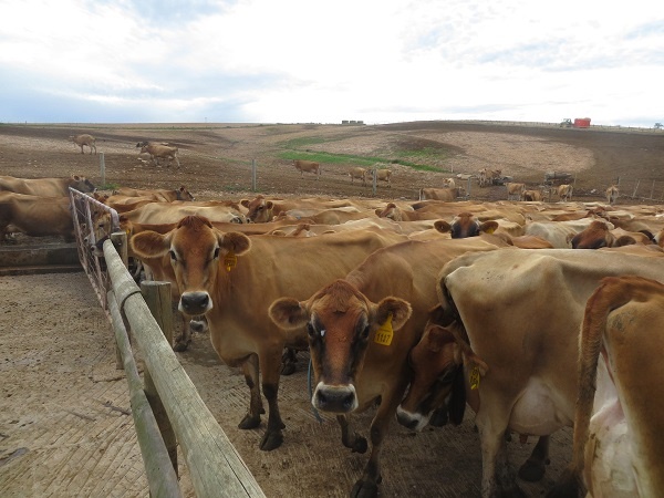 Veediewe mik al meer vir jonger diere | Landbou