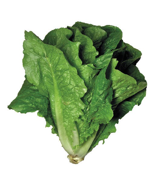 Oorsaak van E. coli-besmetting in VSA gevind | Landbou