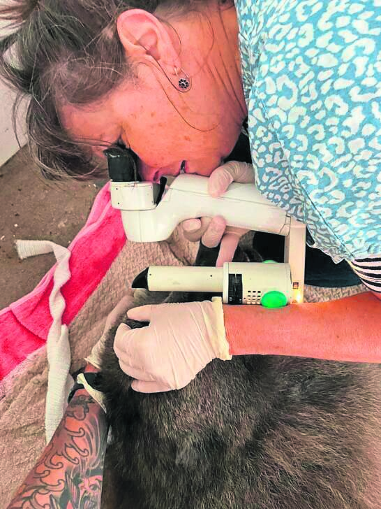 ‘We are frankly sickened’ – SPCA outraged after another baboon ...