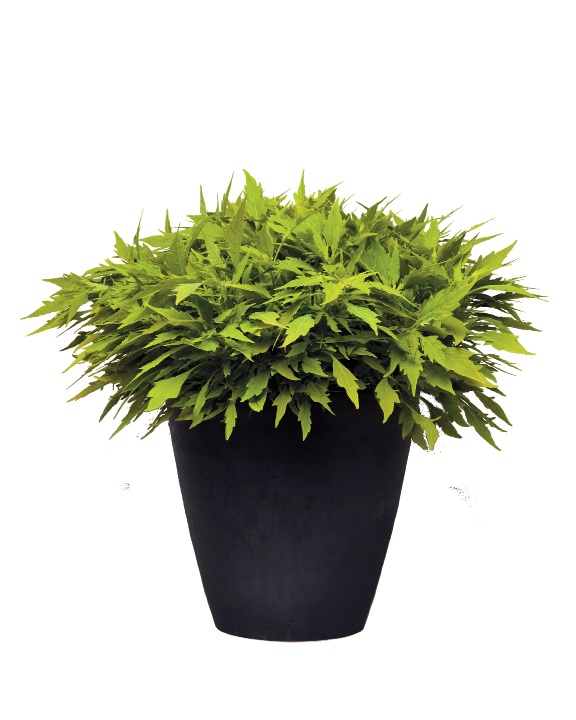 Stoepplant: FlameThrower ‘Salsa Verde’ Coleus | Netwerk24