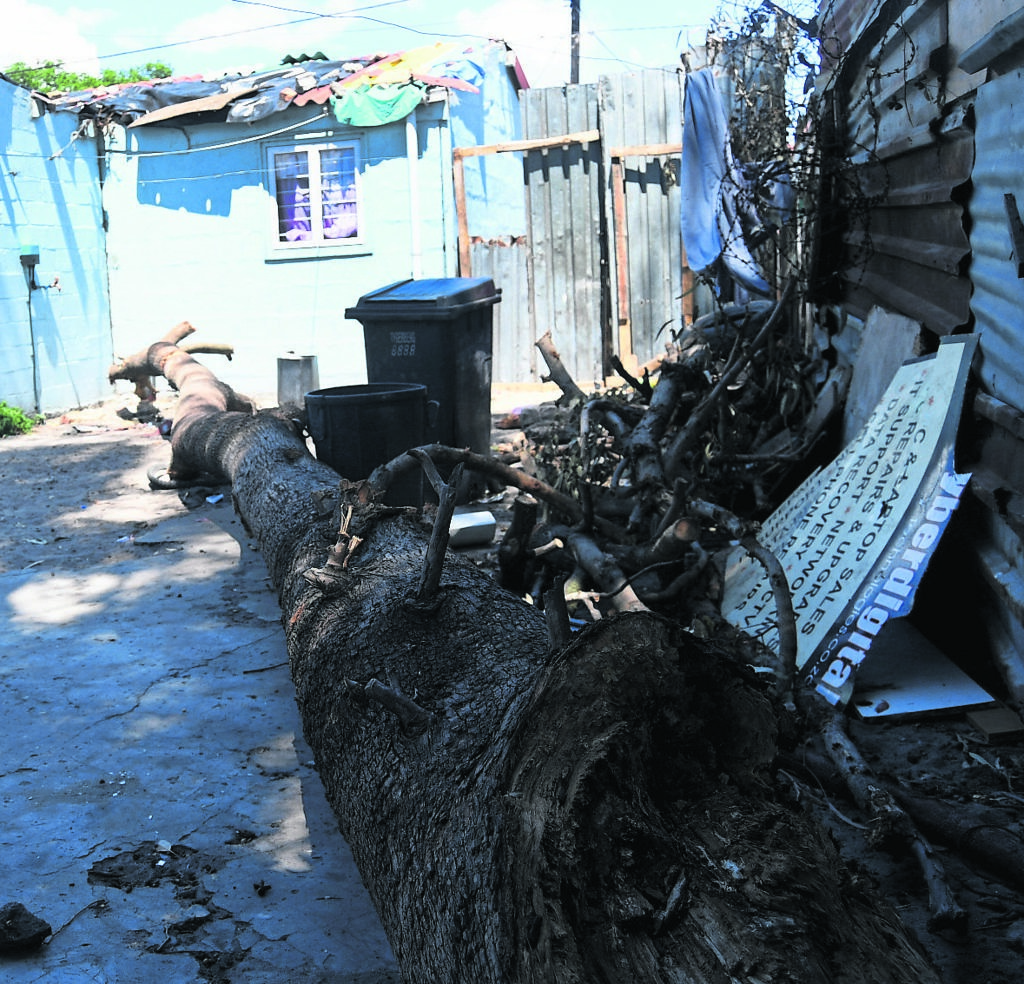 Boom bly uit die selle | Son