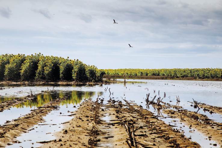 Veld in die Vrystaat lyk geil en geseënd | Landbou