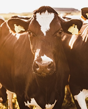 Tinder turned Tudder - helping cows find their match | News24
